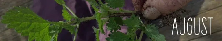 Pip Monthly Garden Guide | Pip Magazine - Sustainability and Permaculture