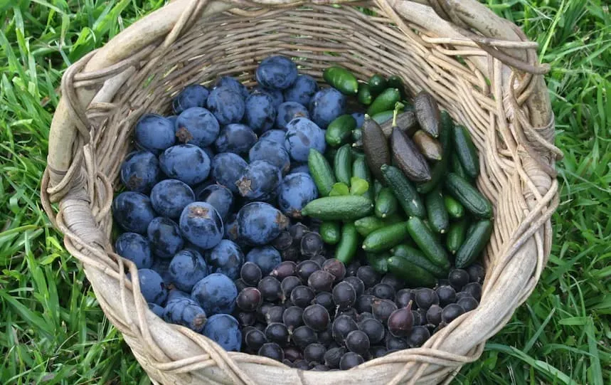 5 Bush Tucker Plants To Grow In Your Backyard | Pip Magazine